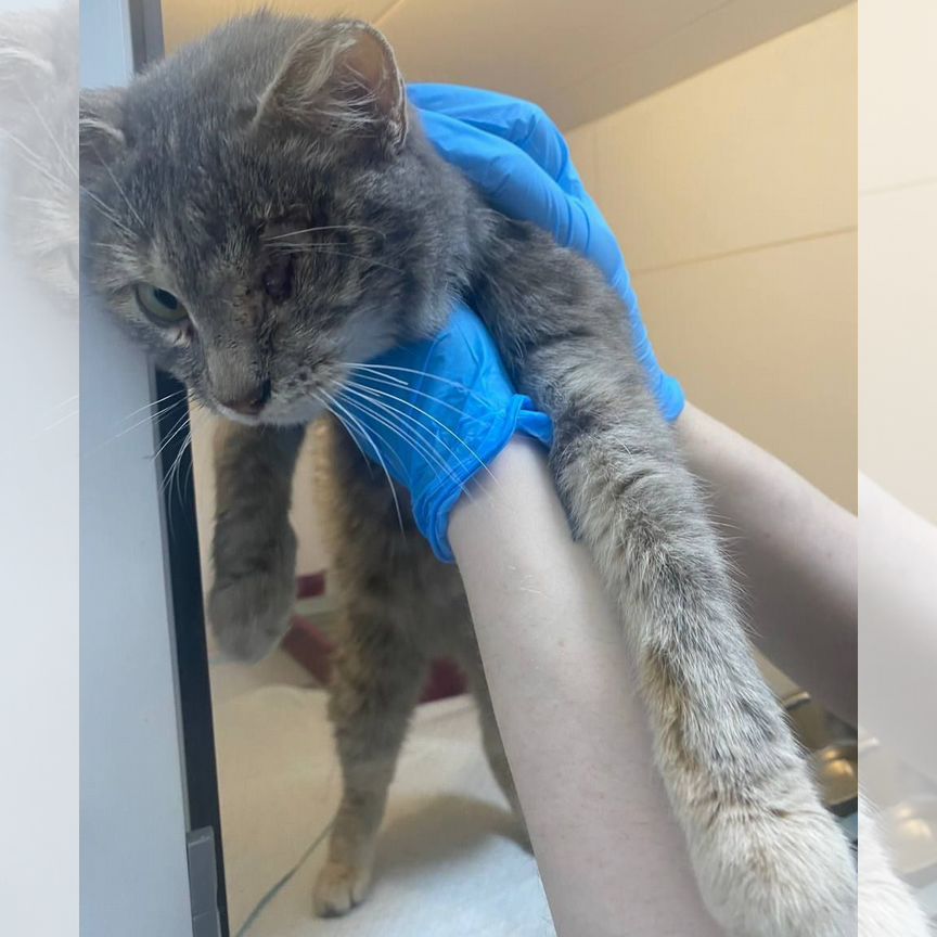 Взрослая, Девочка кошка в добрые руки