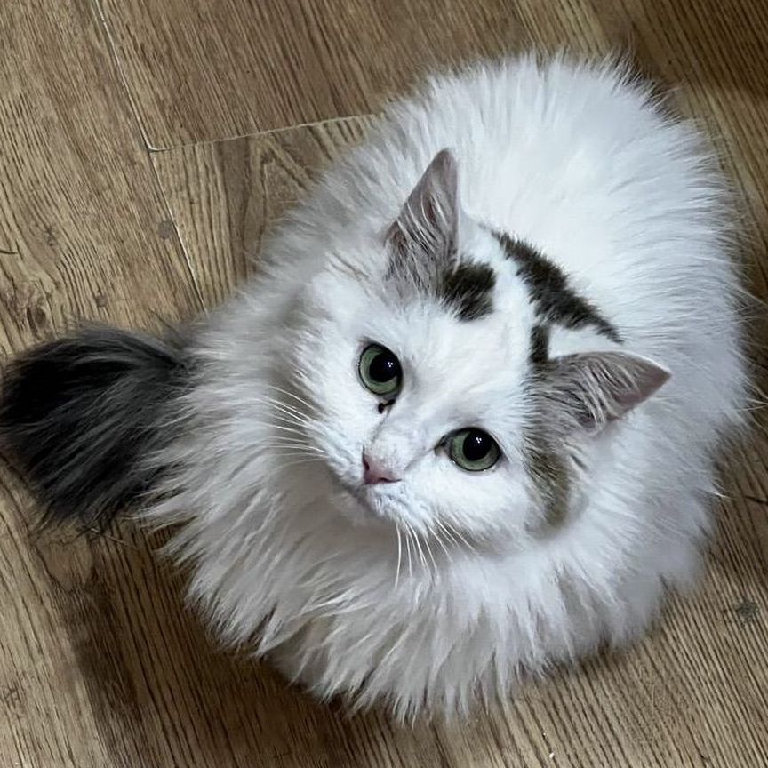 Взрослая, Девочка кошка в добрые руки