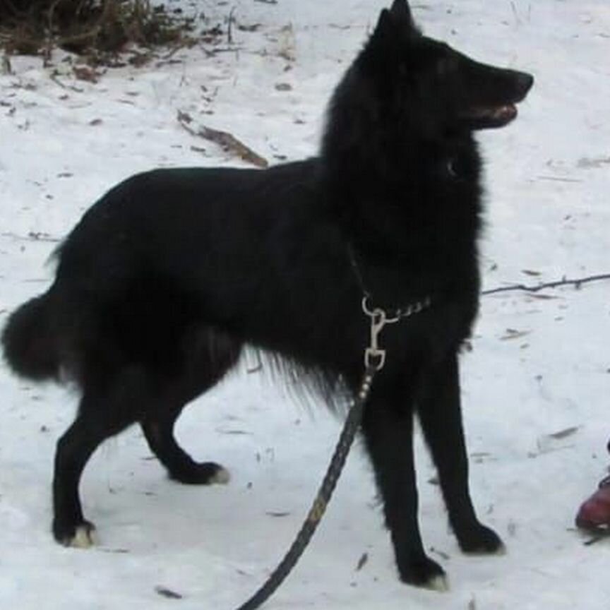 Грюнендаль