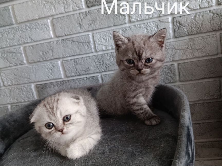 Шотландские котята