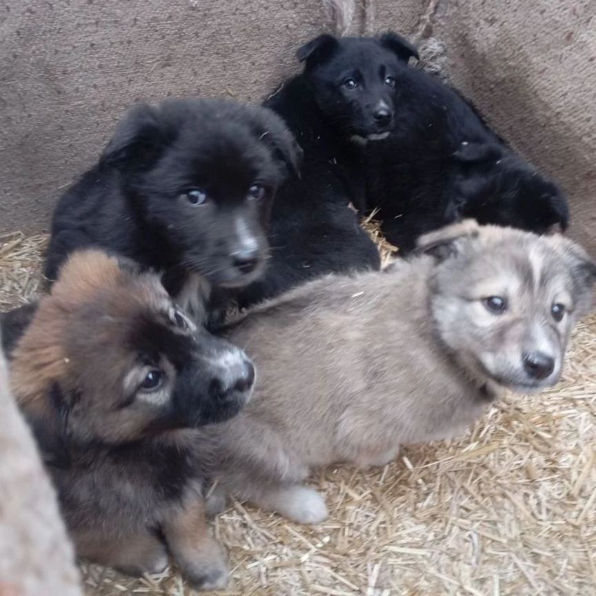 Щенок в добрые руки