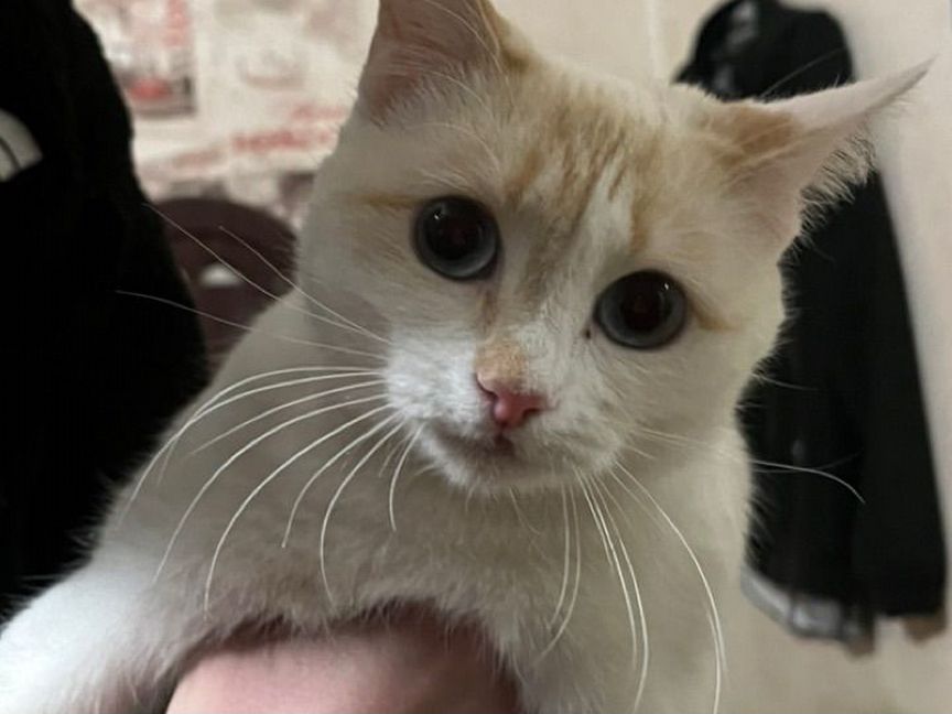 Кошка