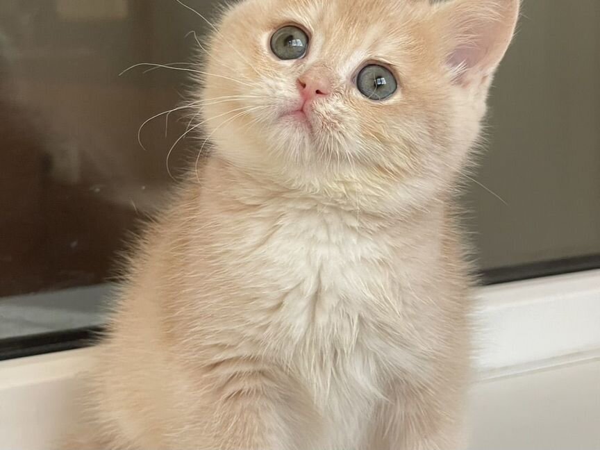 Британские котята