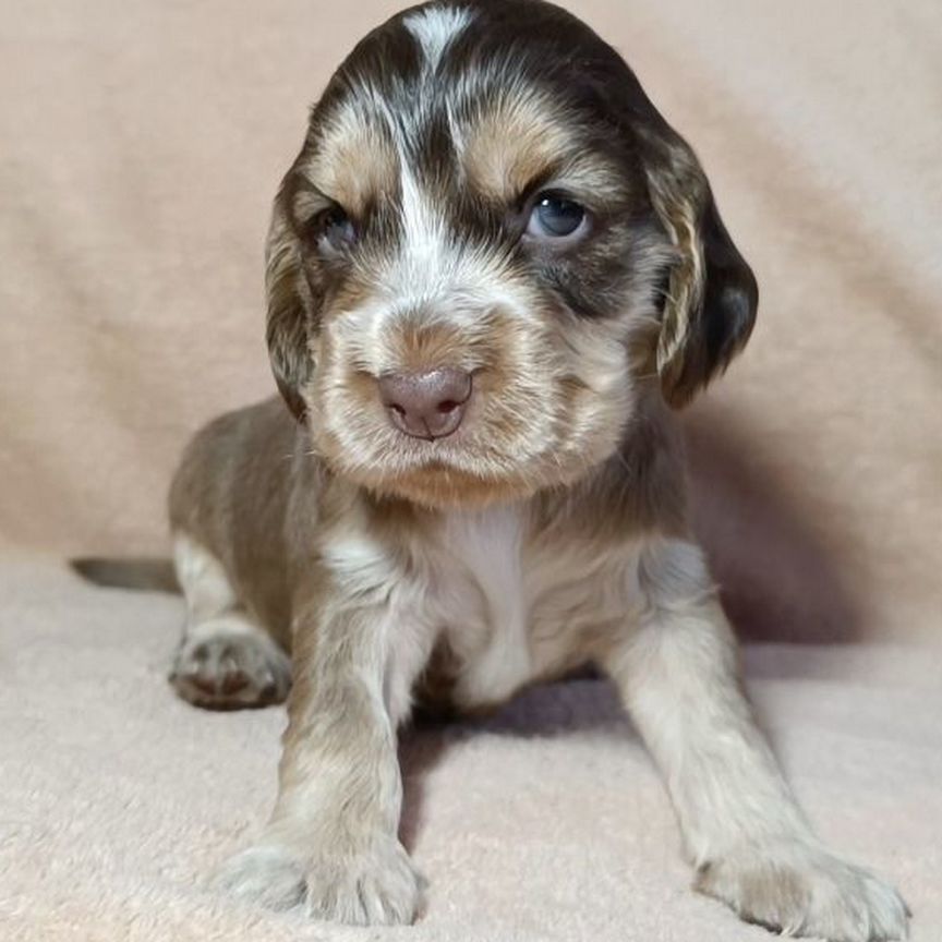 Английский кокер-спаниель, щенок