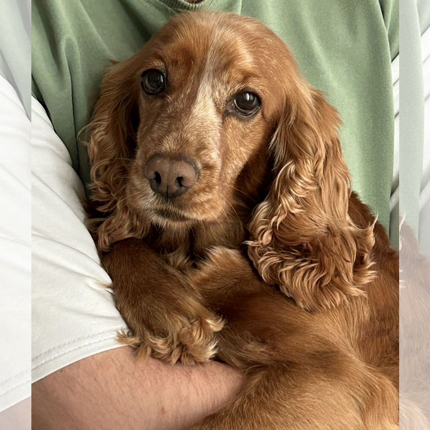 Английский кокер-спаниель, взрослая собака