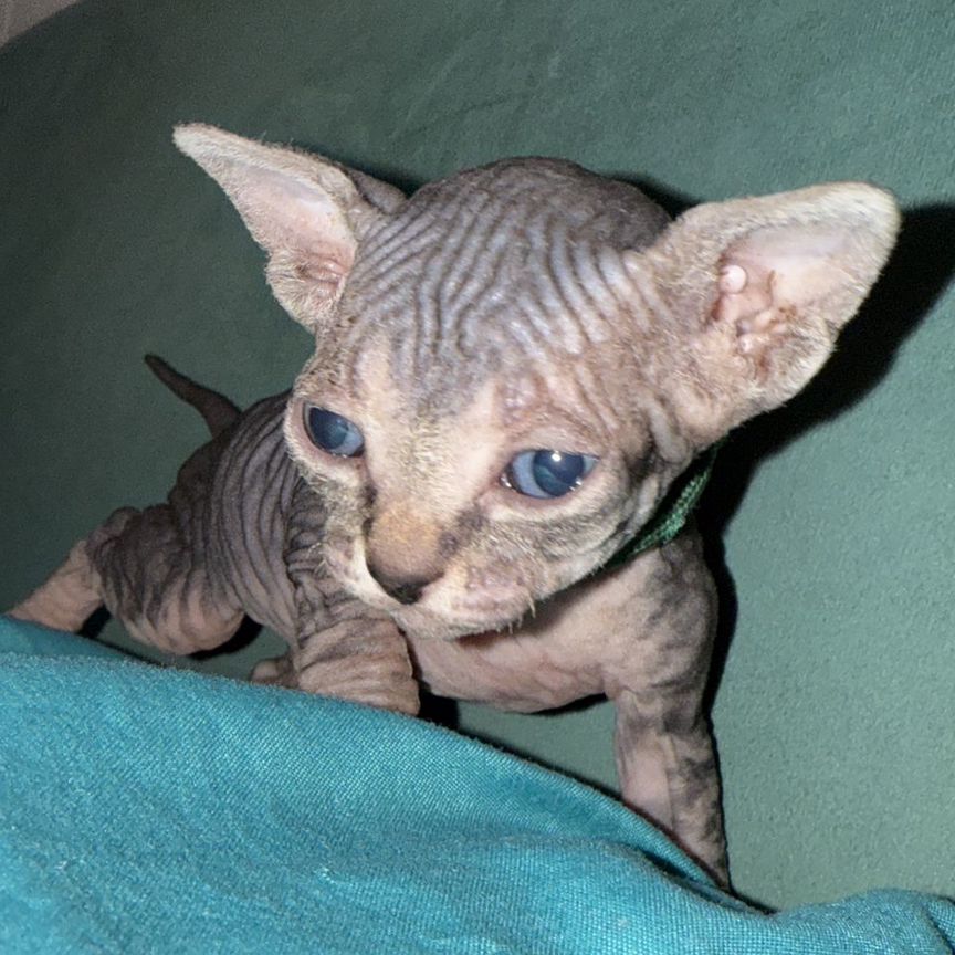 Донской сфинкс котёнок