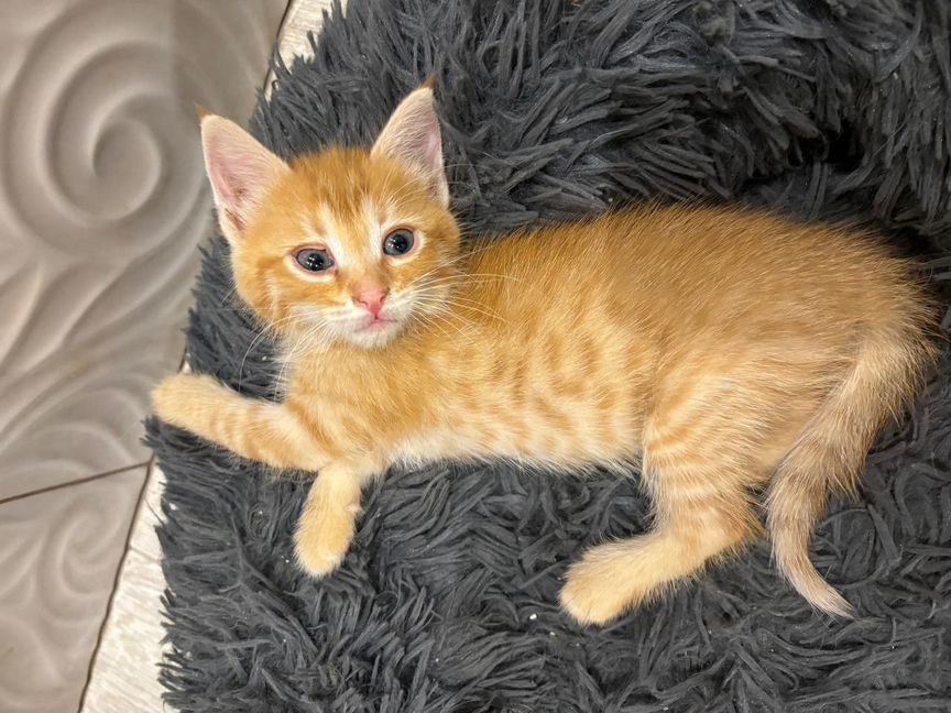 Котенок в добрые руки. Рыжая крошка Злата