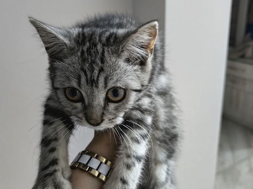 Кошка девочка красивая