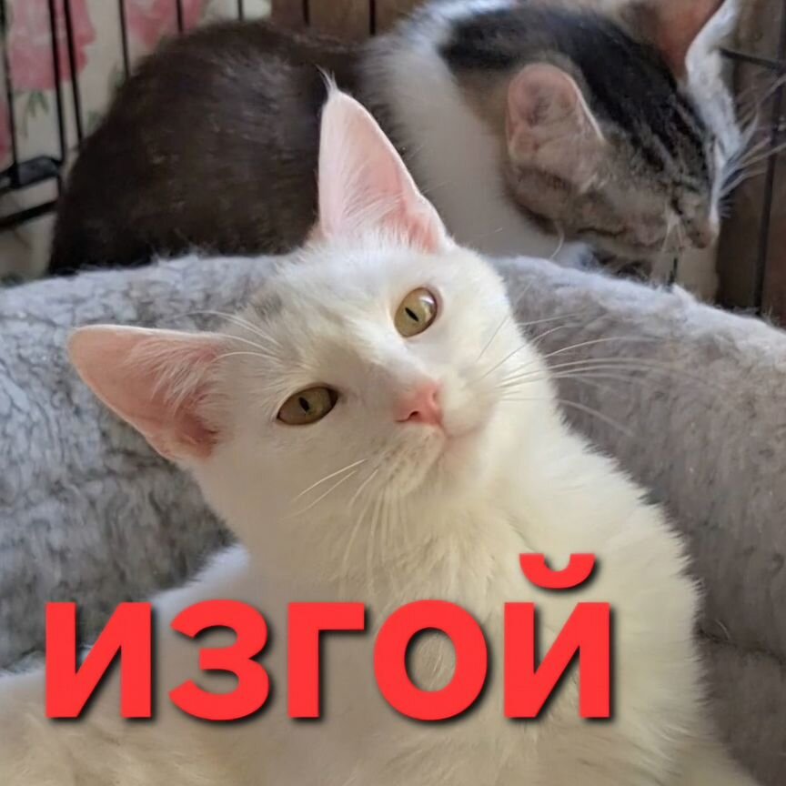Котёнок в добрые руки