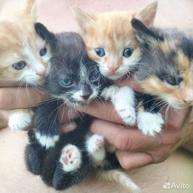 Малыши ищут новый дом