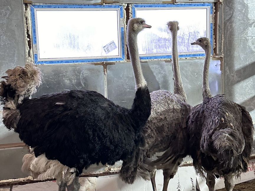 Страусиное яйцо