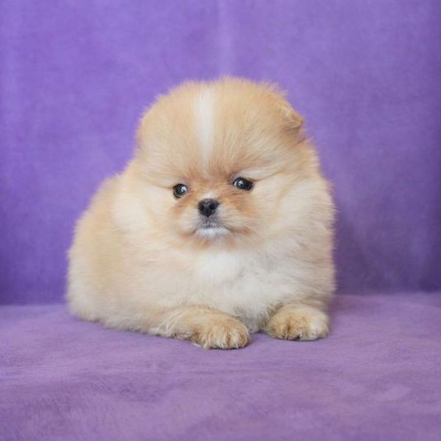 Шпиц super девочка