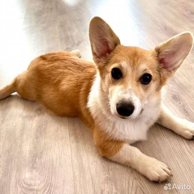 Шикарная девочка корги