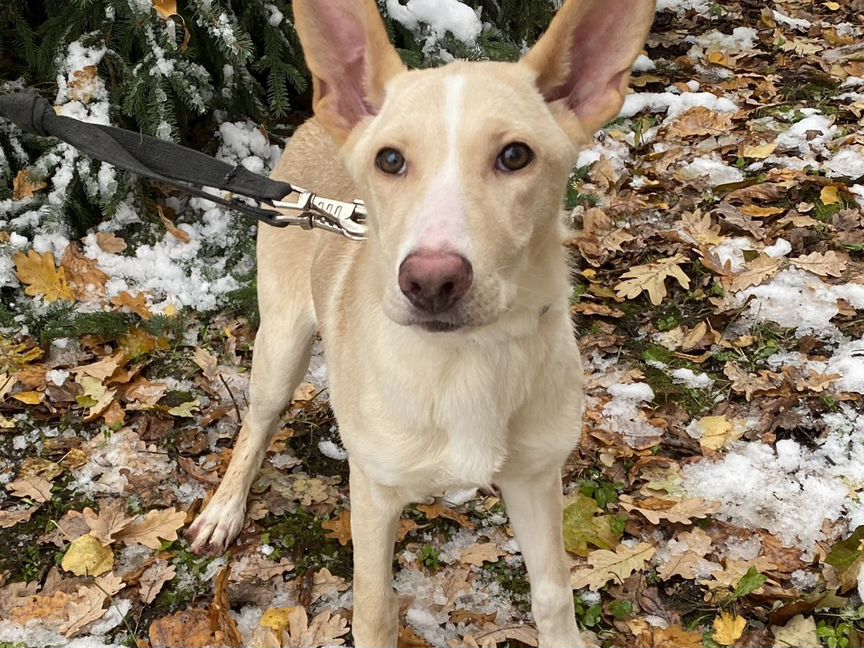 Метис породы Поденко ищет дом