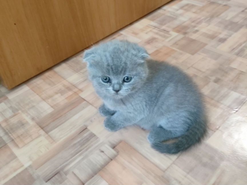 Котята плюшевые вислоухие