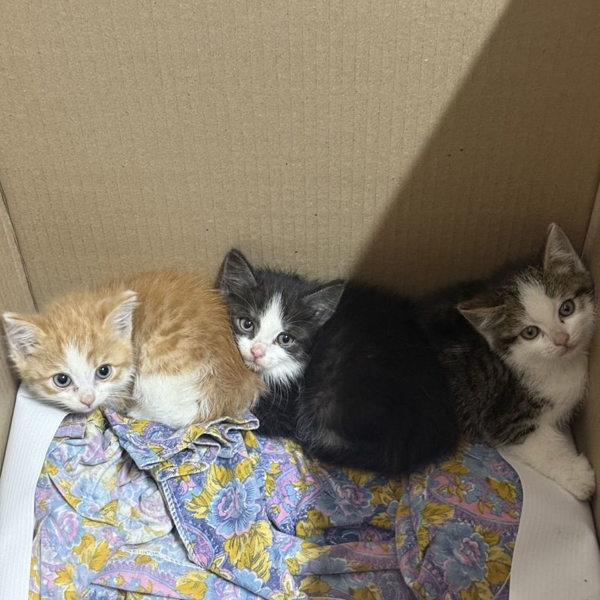 Котята в добрые руки бесплатно