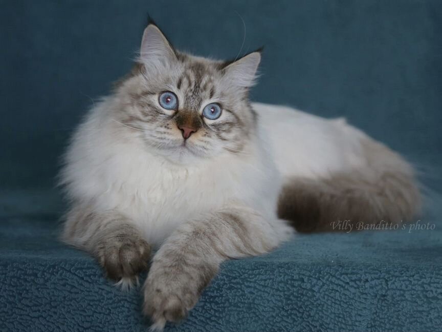 Невский маскарадный котик