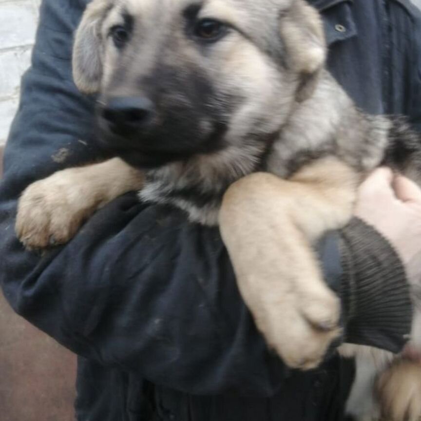 Щенок в добрые руки