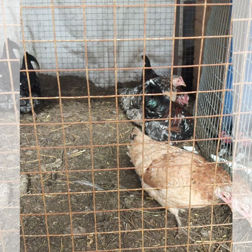 Продам декоративных петушков