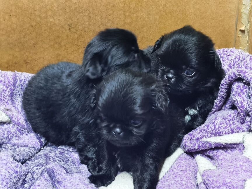 Щенки пекинеса продам