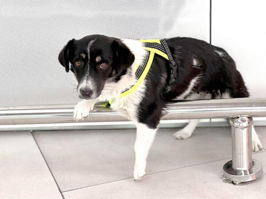 Маленькой собачке ищем дом