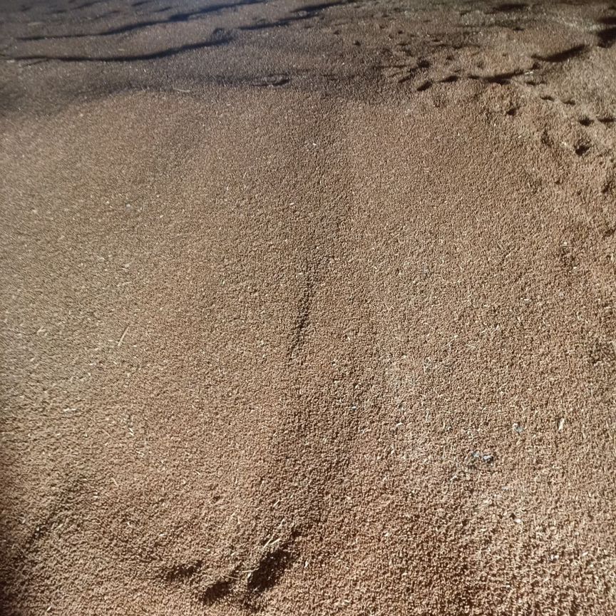 Пшеница 3 класс