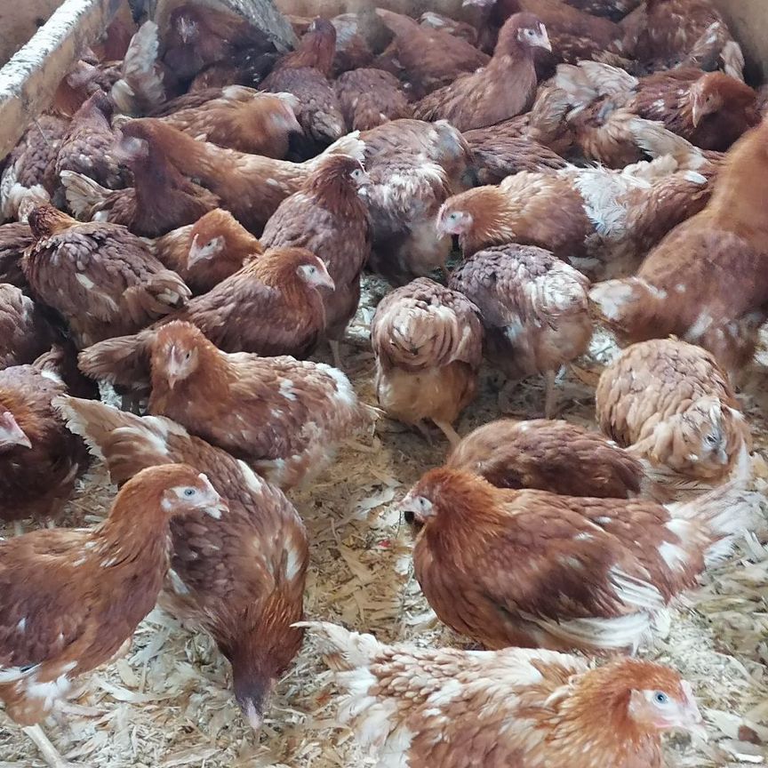 Куры молодки Родонит 3