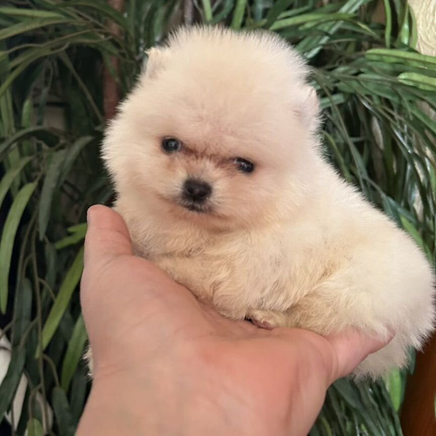 Померанский шпиц мини