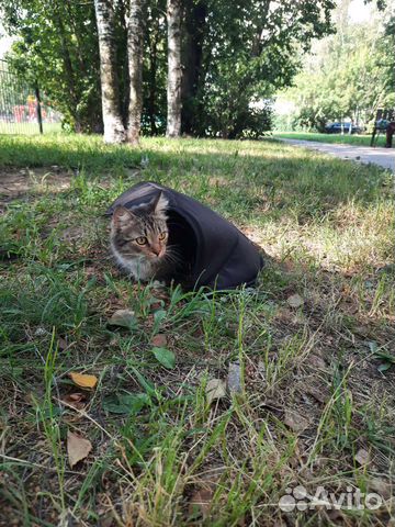 Сибирская кошка бесплатно