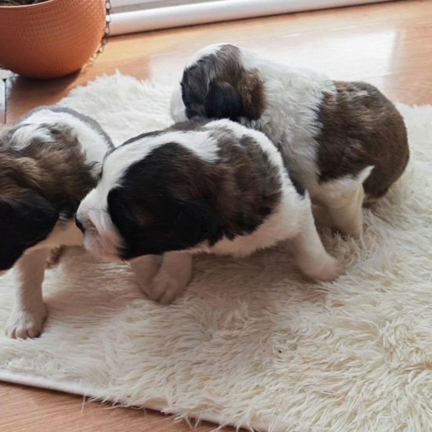 Московская сторожевая, щенок