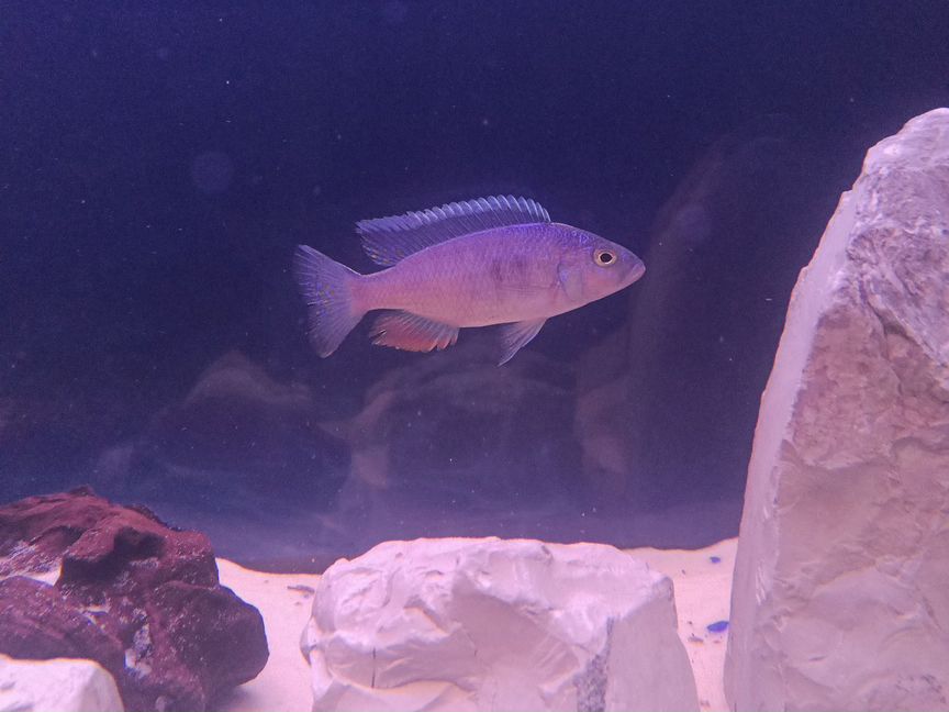 Хаплохромис васильковый