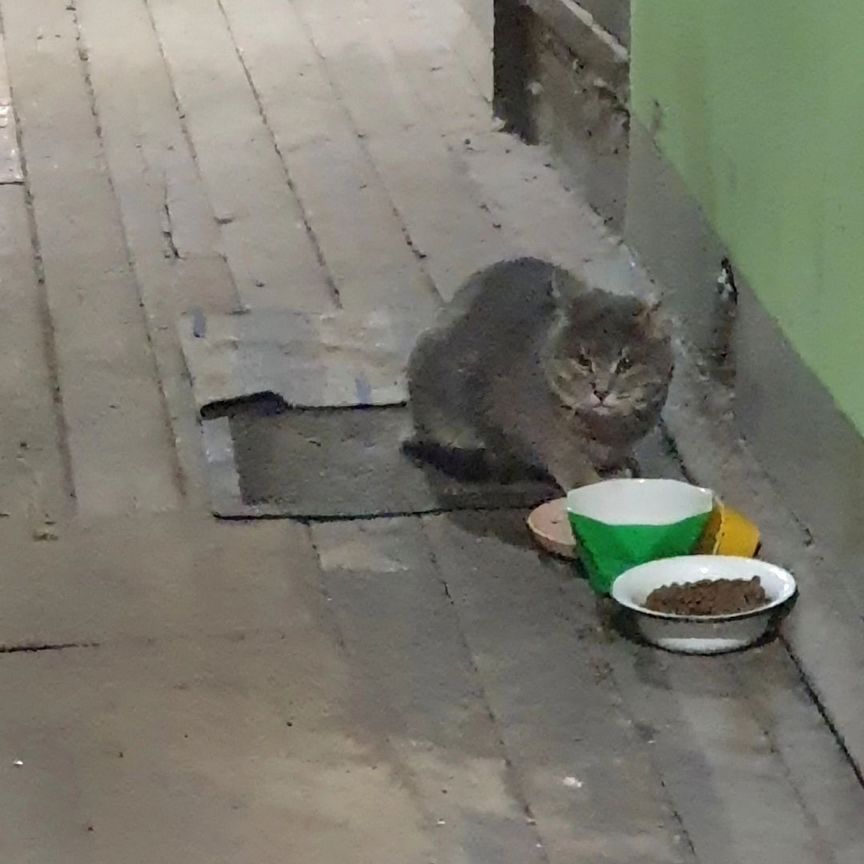 Котику ооочень нужна передержка или сразу дом