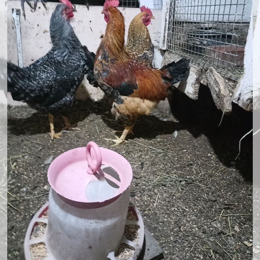 Продам петухов молодые 6 месяцев