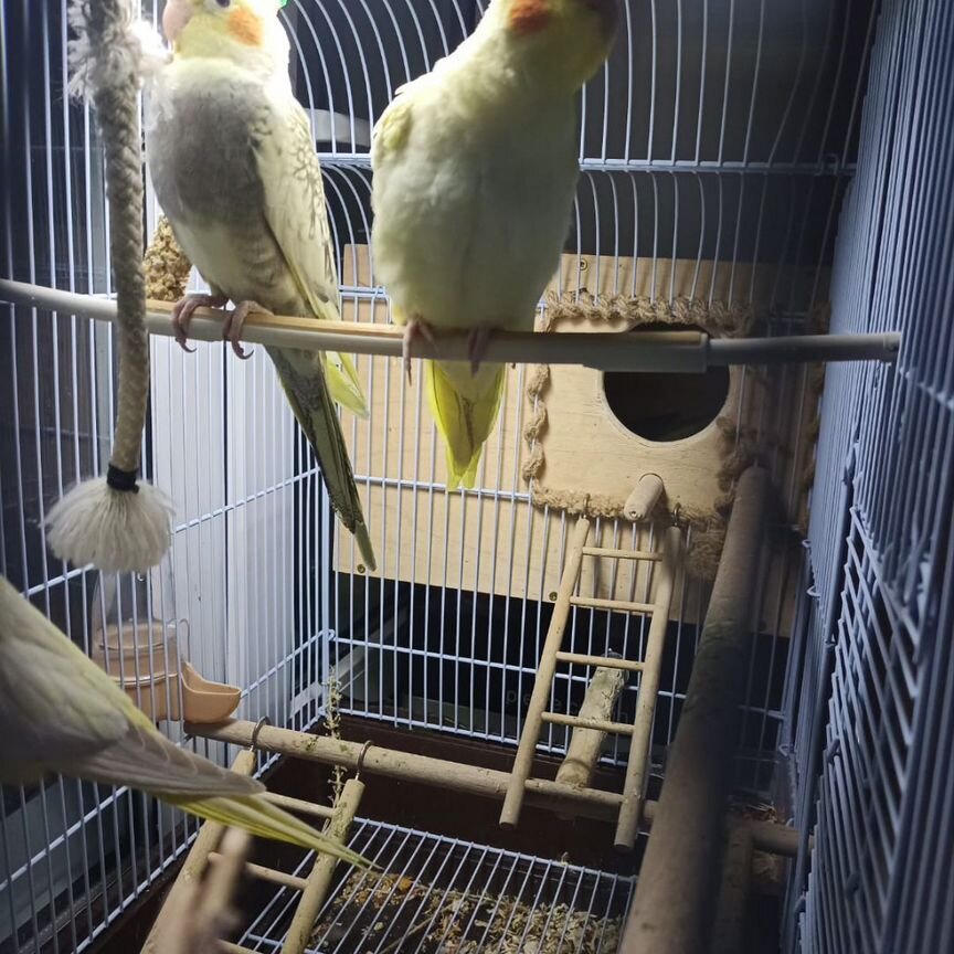 Попугай Корелла птенец