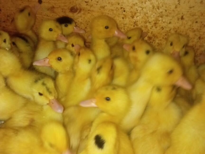 Утята муларды подрощенные