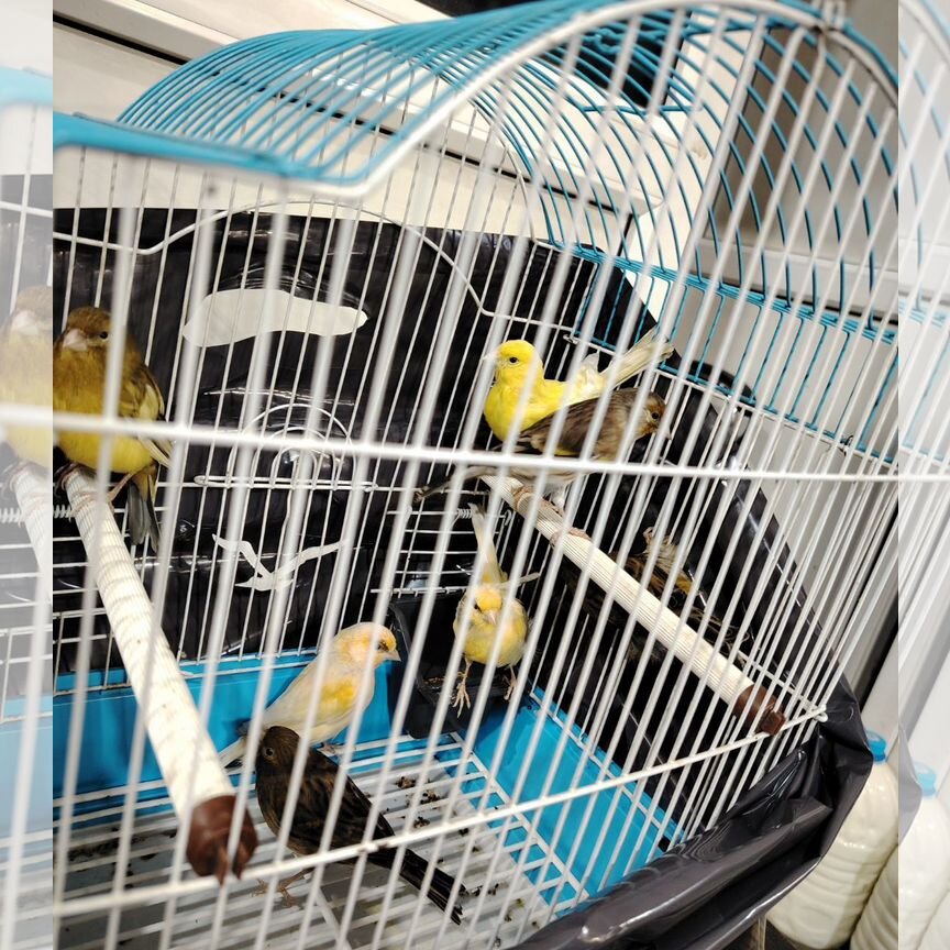 Канарейка и гибрид