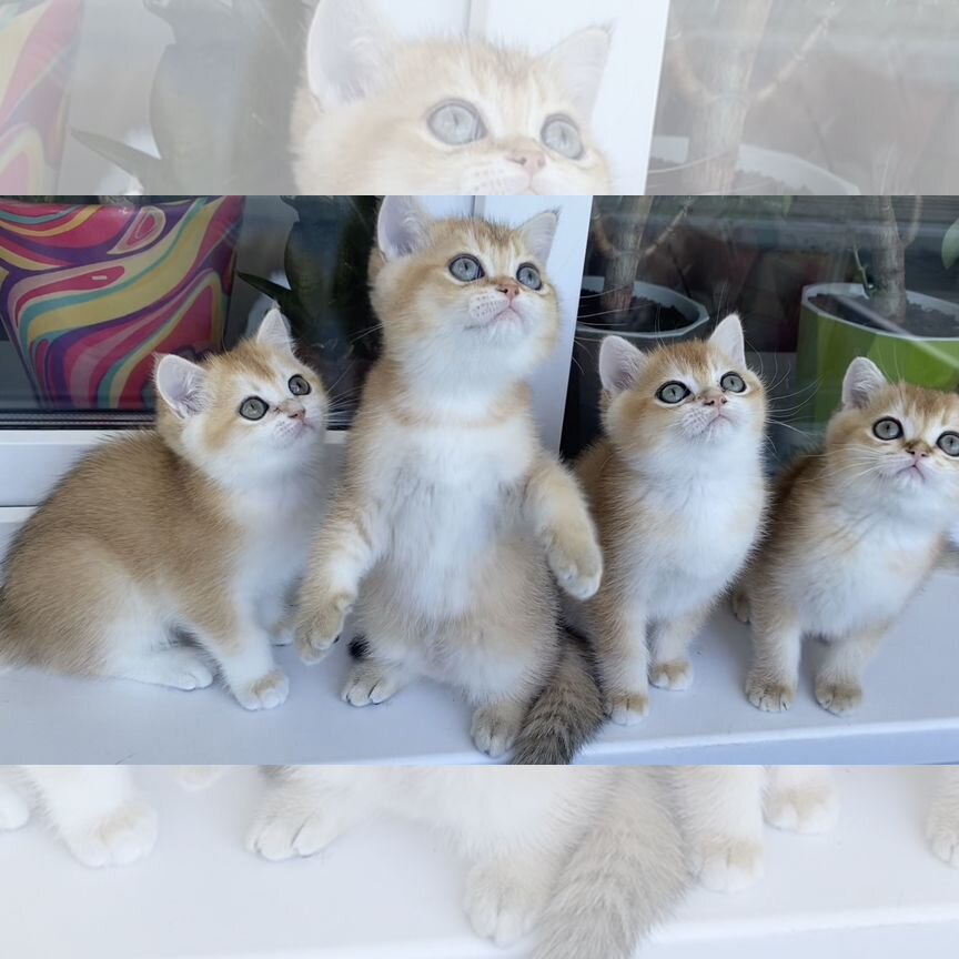 Британский короткошёрстный котёнок