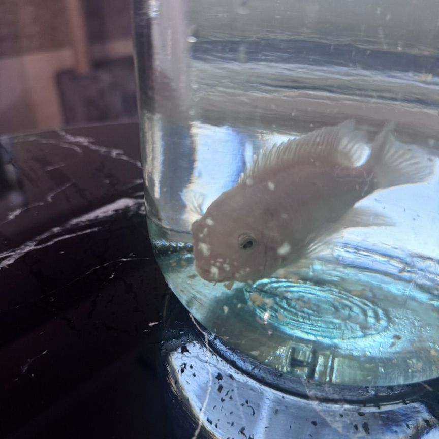 Аквариумная рыбка за шоколадку