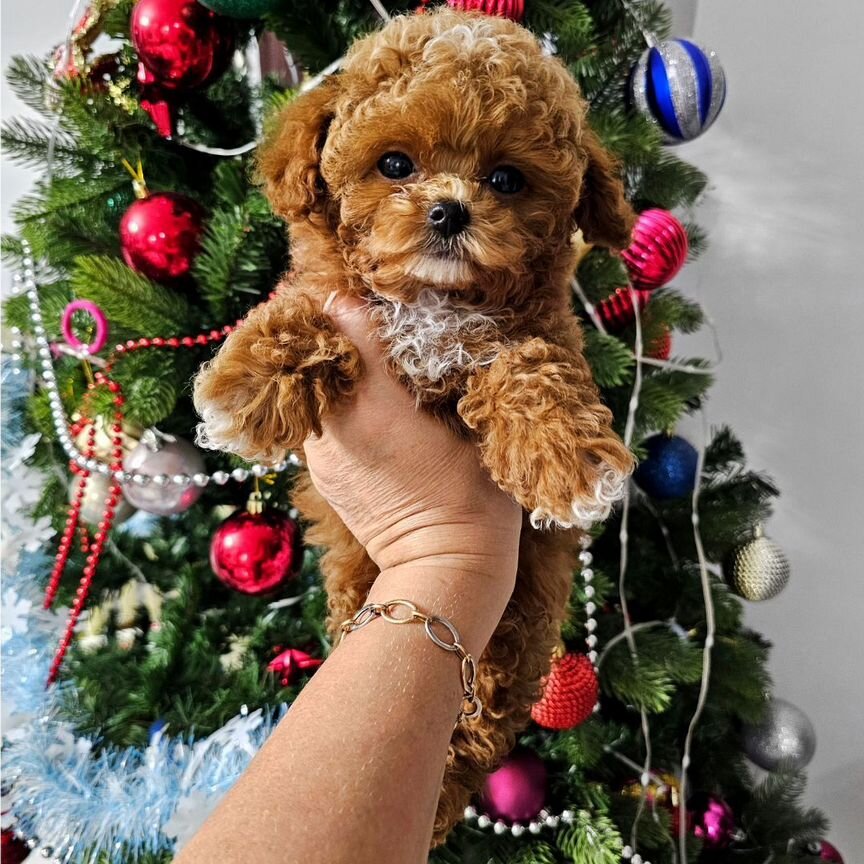 Тедди пудель Мальчик из Китая