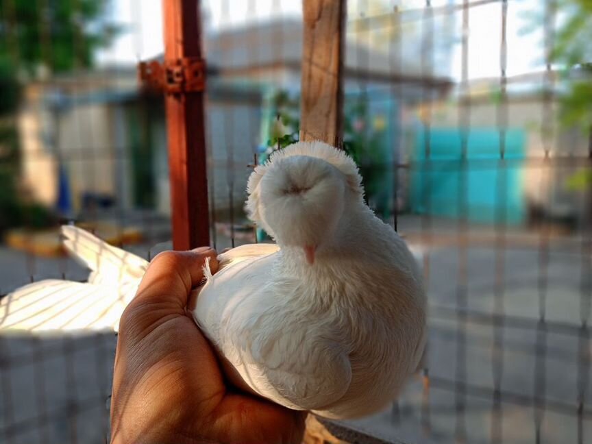 Продажа голубей