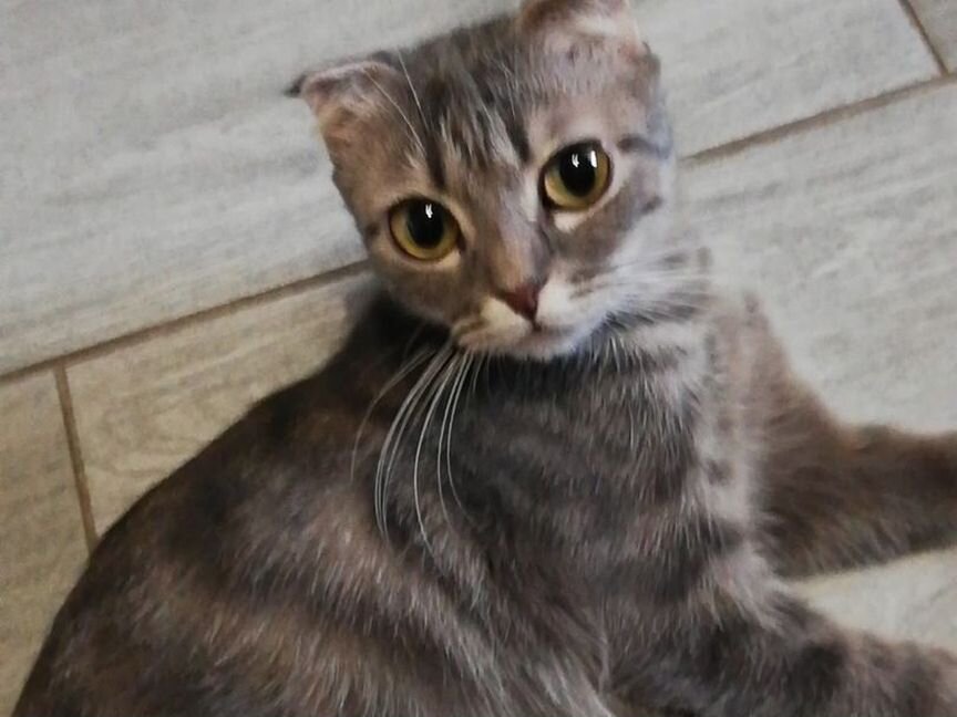 Кошечка - инопланетянка в добрые руки