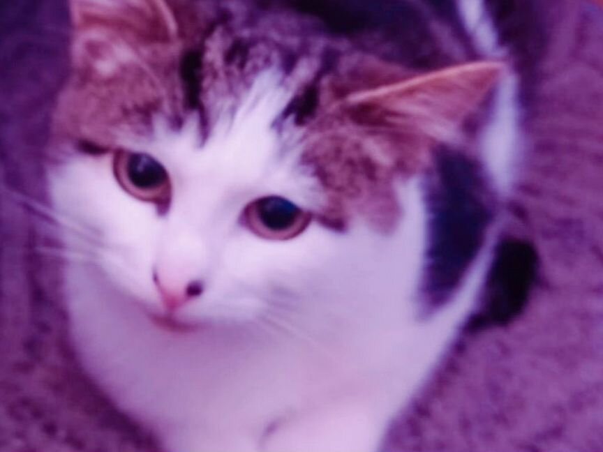 Котята серые ручные от 4месяцев до 5