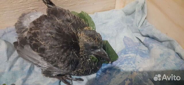 Птенец голубя