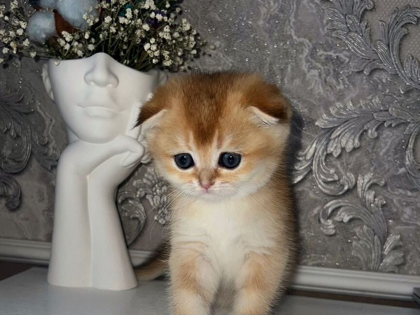 Шотландская малышка фолд