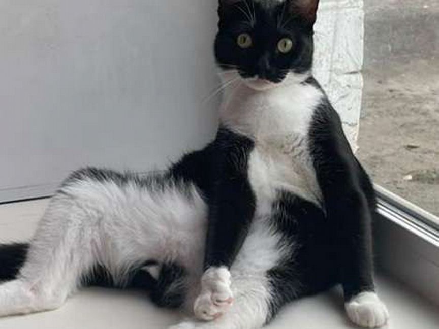 Котик в добрые руки