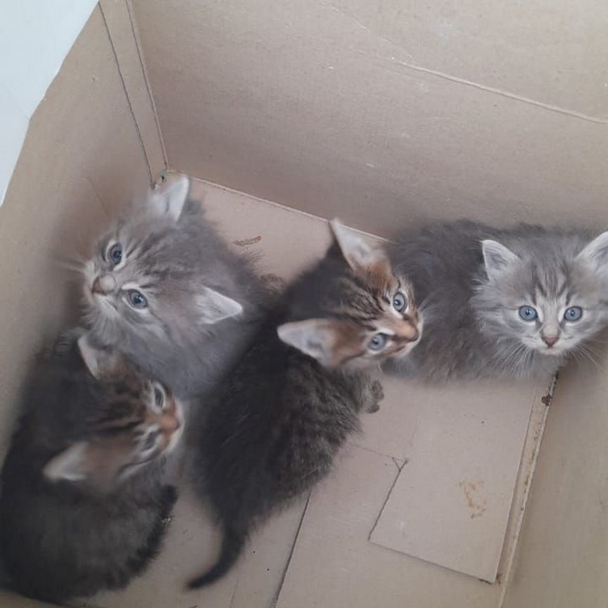 Котята в добрые руки бесплатно