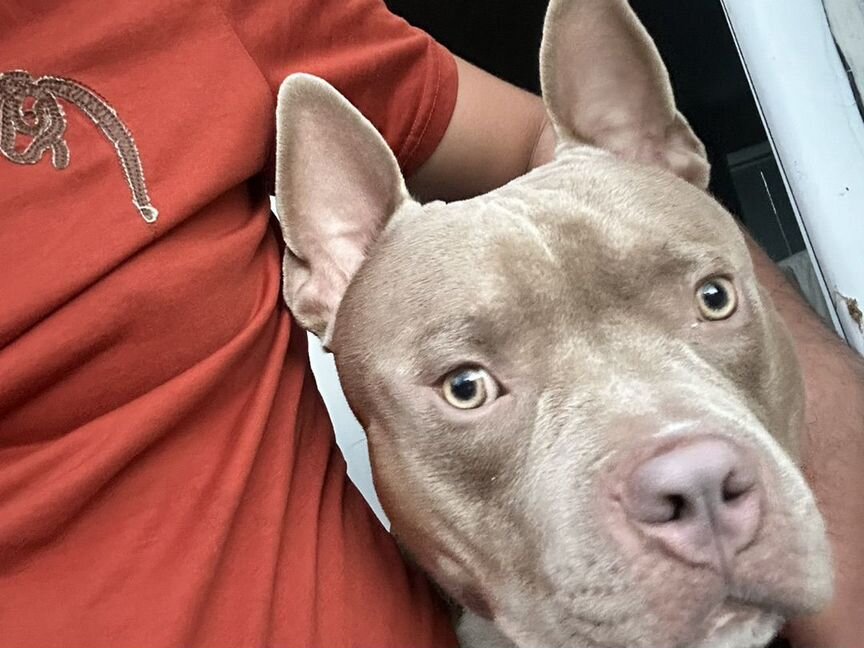 Американский булли покет вязка