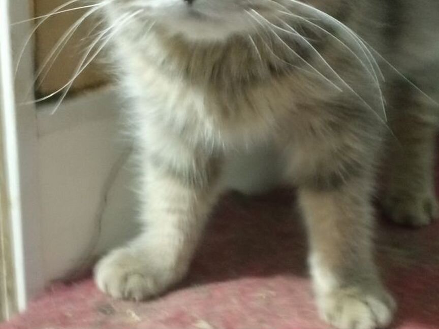 Шотландская