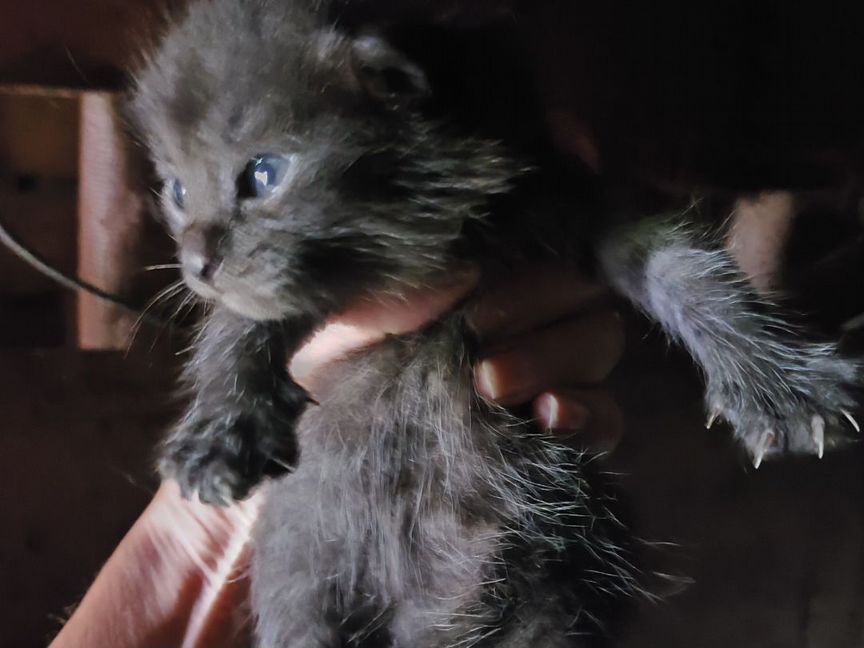 Кормящая кошка