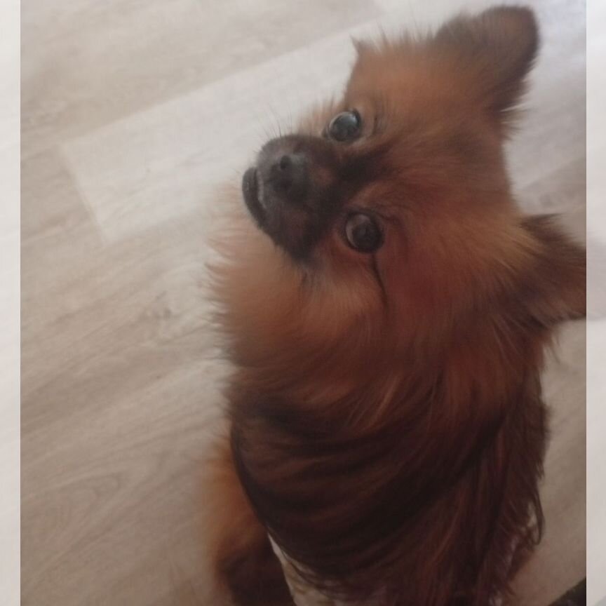 Померанский шпиц, взрослый пёс